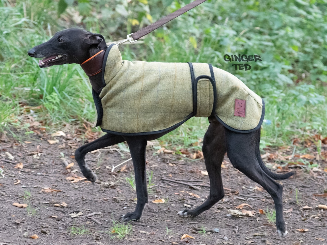 Tweed Greyhound Whippet - Ginger Ted Tweed Greyhound Whippet Lurcher ...