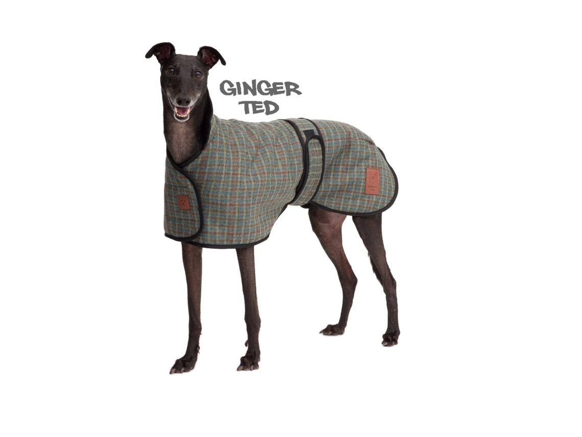 Tweed Greyhound Whippet - Ginger Ted Tweed Greyhound Whippet Lurcher ...