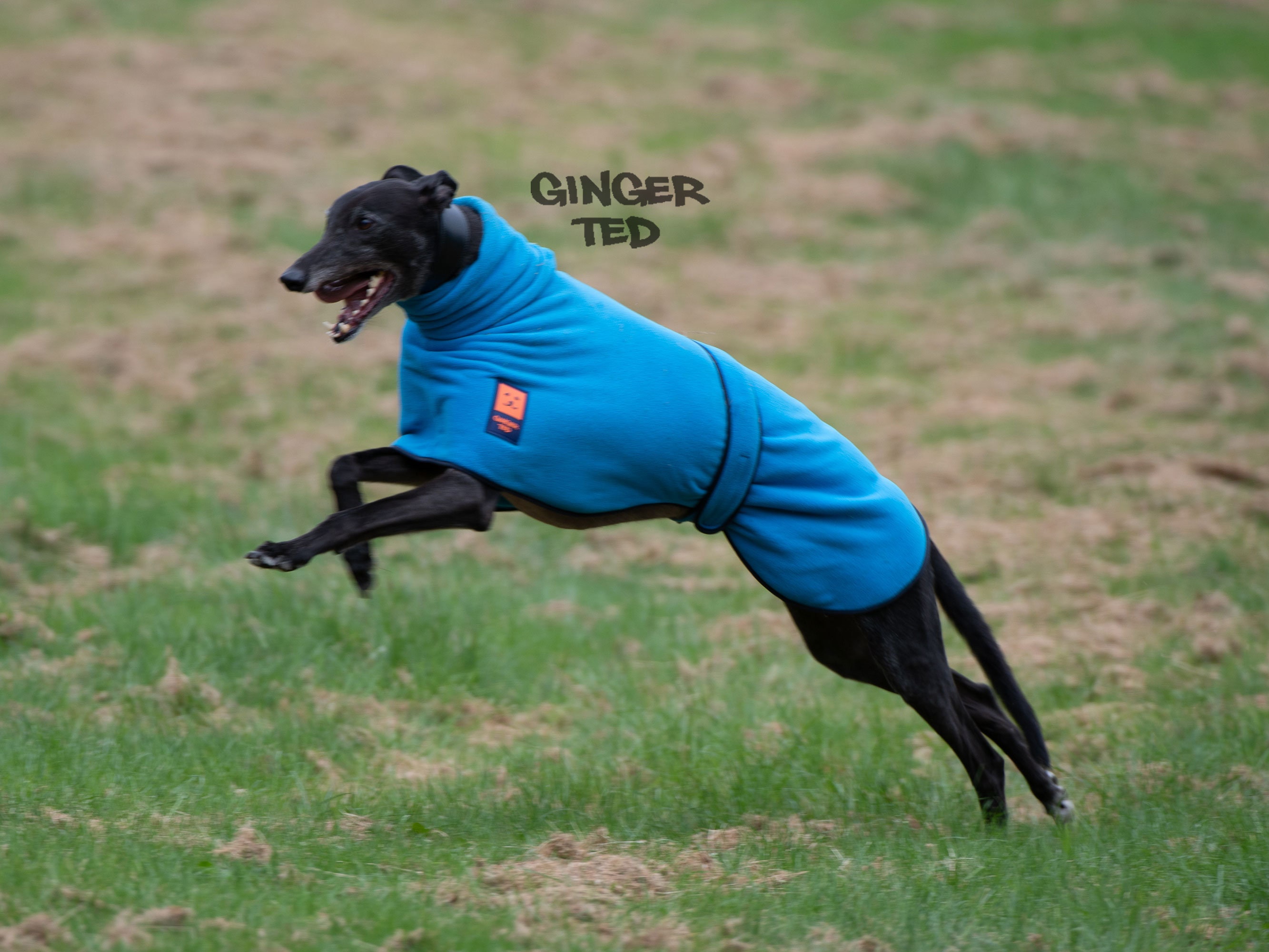 Fleece Greyhound Whippet Ginger Ted Cosy Fleece Greyhound | Etsy UK