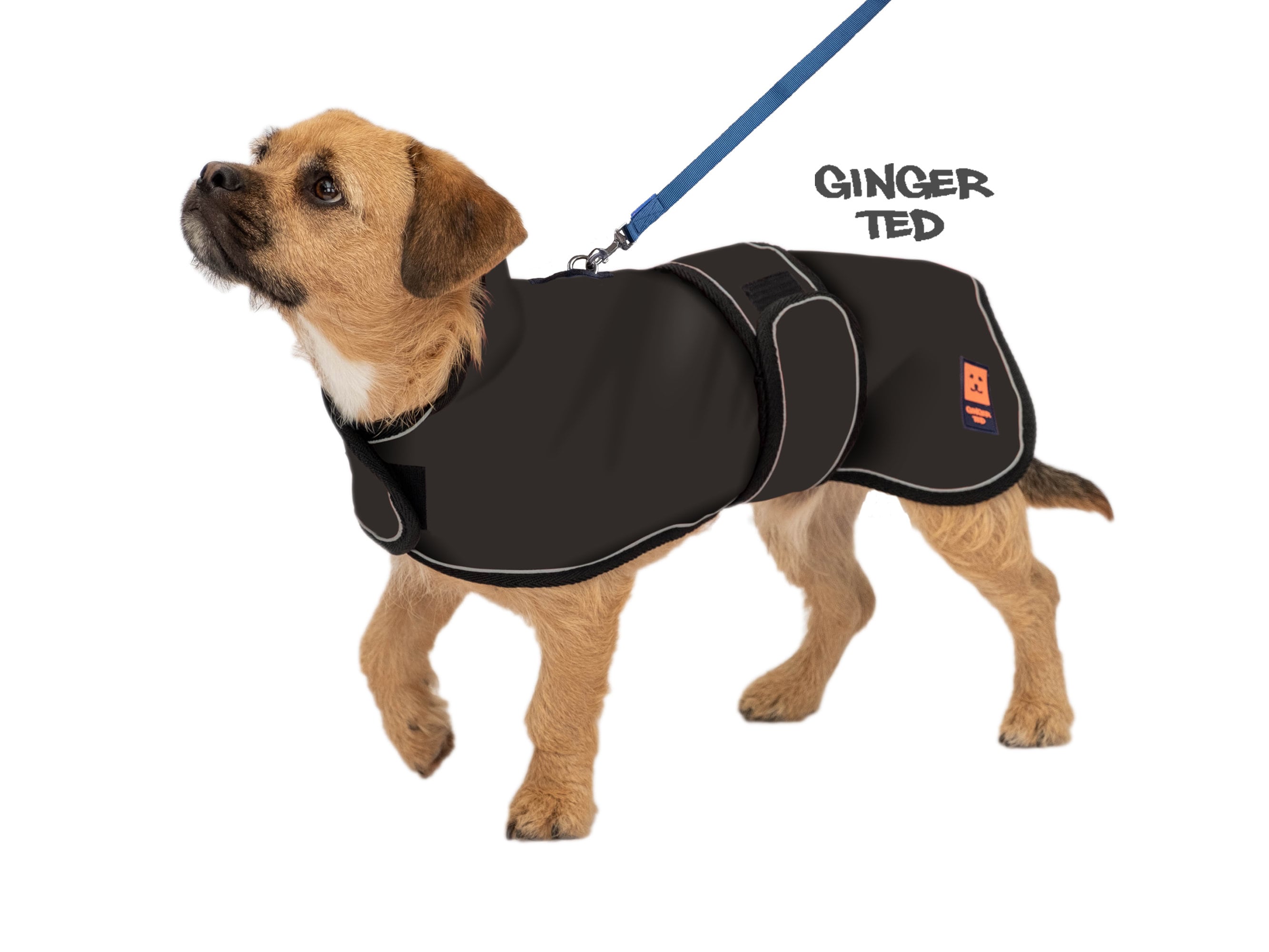 Dachshund Harness Waterproof Coat Ginger Ted Shower Harness - Etsy