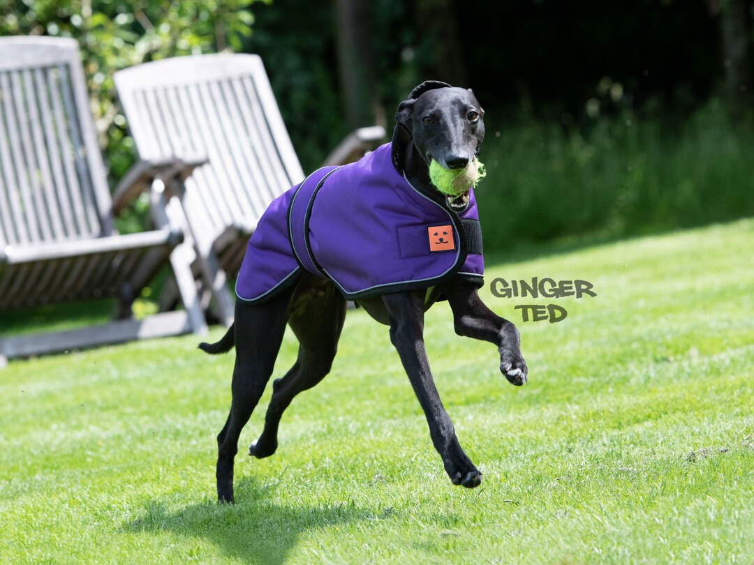 Waterproof Greyhound Whippet - Ginger Ted Greyhound Shower Coat With ...