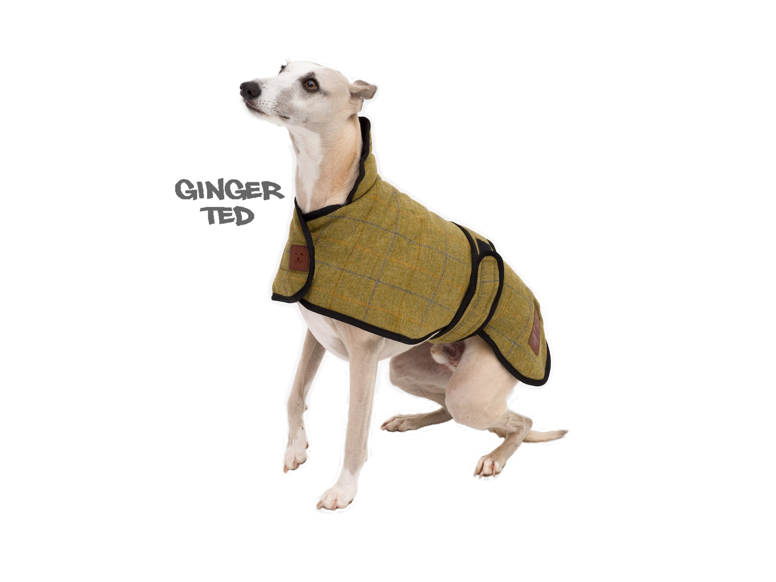 Tweed Greyhound Whippet - Ginger Ted Tweed Greyhound Whippet Lurcher ...