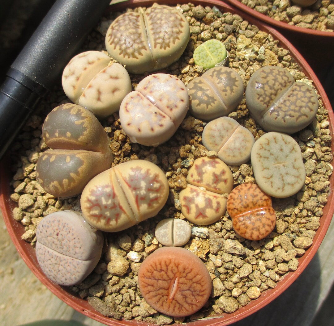 Thirty-five Lithops in TWO 3 Inch Pots - Etsy