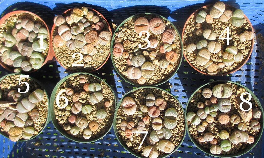 NEW march 9 Pick From Eight Lithops Pots - Etsy
