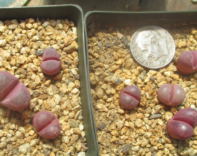 Seven Lithops Optica Rubra in TWO Pots - Etsy