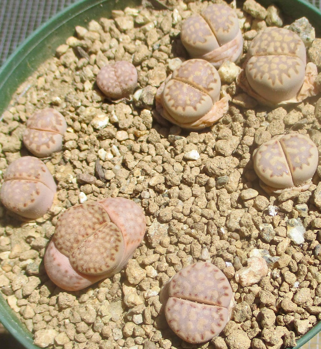 Nine Lithops Fulleri in a 3 Inch Pot - Etsy