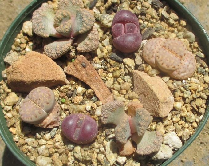 Lithops Rubra, Fulleri and Titanopsis in a 3 Inch Pot - Etsy