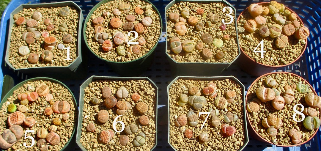 New April 10: Pick From Eight Lithops Pots - Etsy