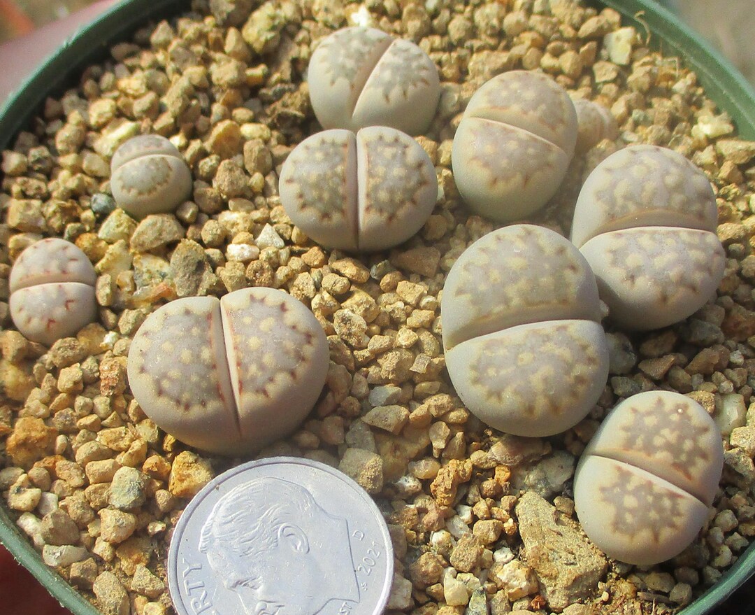 Ten Lithops Fulleri in a 3 Inch Pot - Etsy