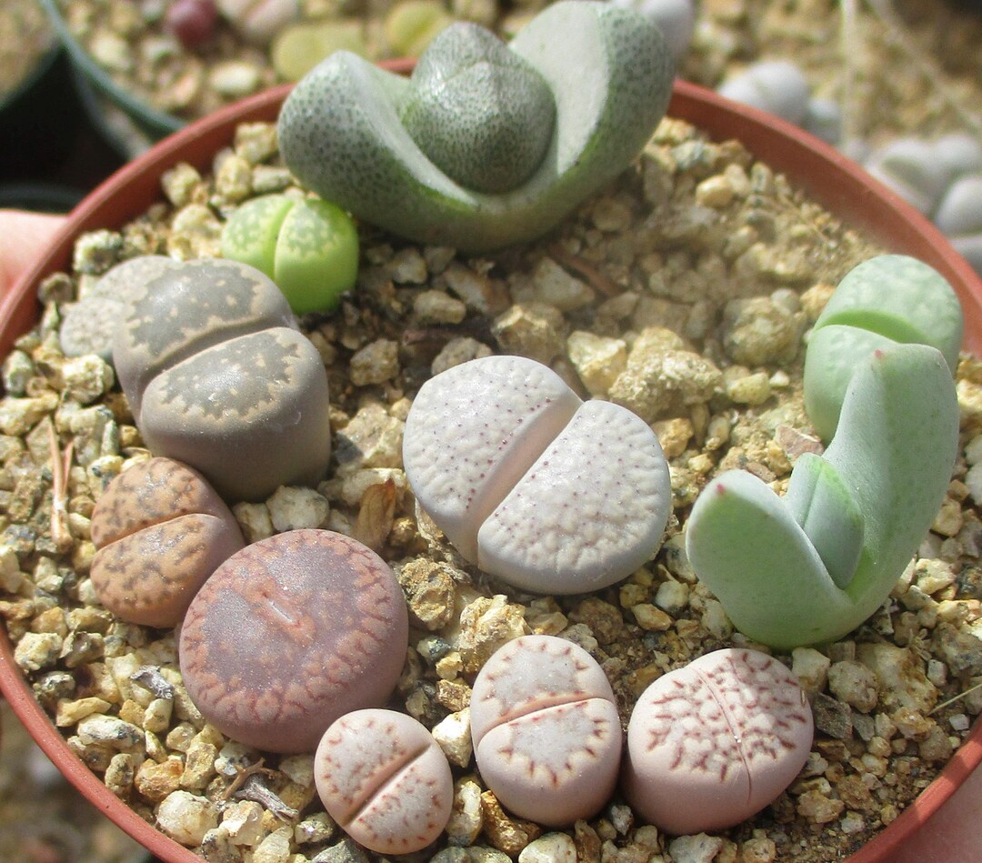 Ten Lithops With Split Rock and Lobster Claw - Etsy