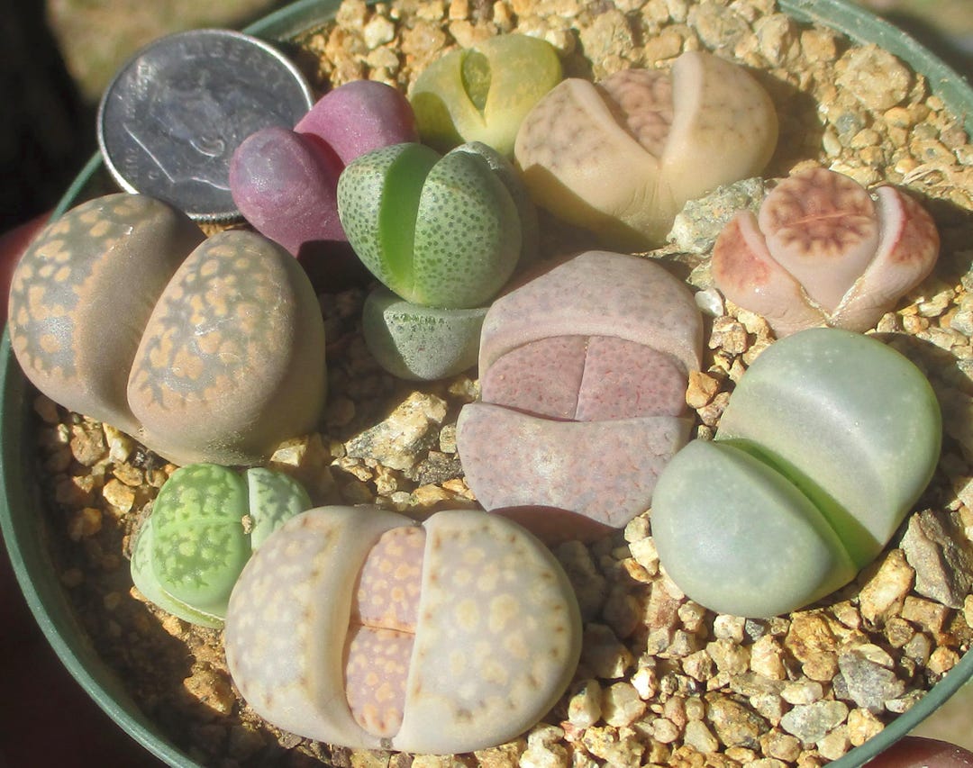 Nine Lithops and Split Rock in a 3 Inch Pot - Etsy