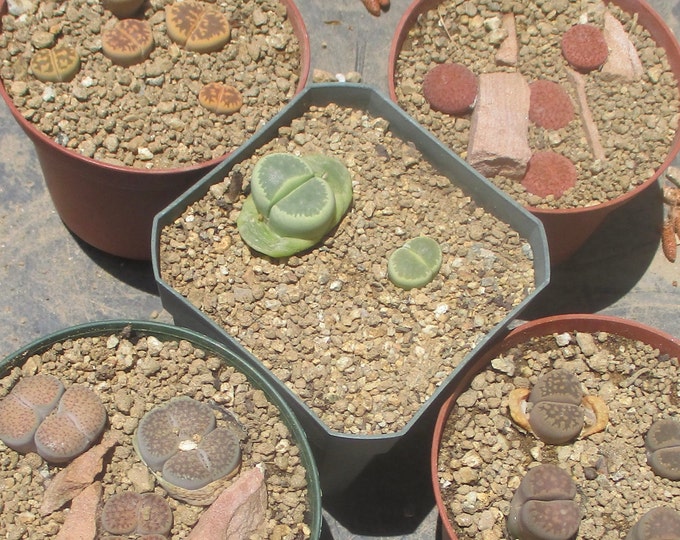 Five Different Pots of Lithops - Etsy