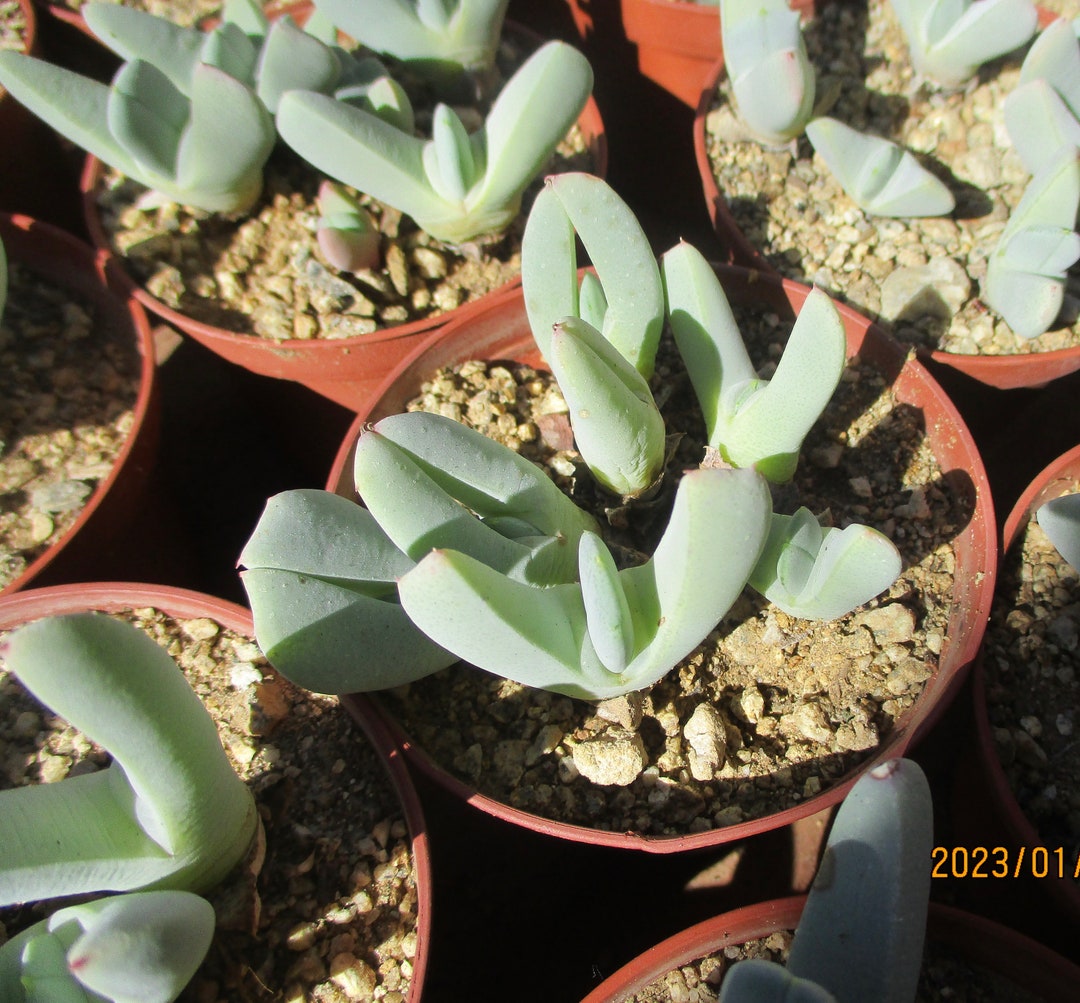 Cheriodopsis Denticulata lobster Claw Plants in 3 Inch Pots - Etsy
