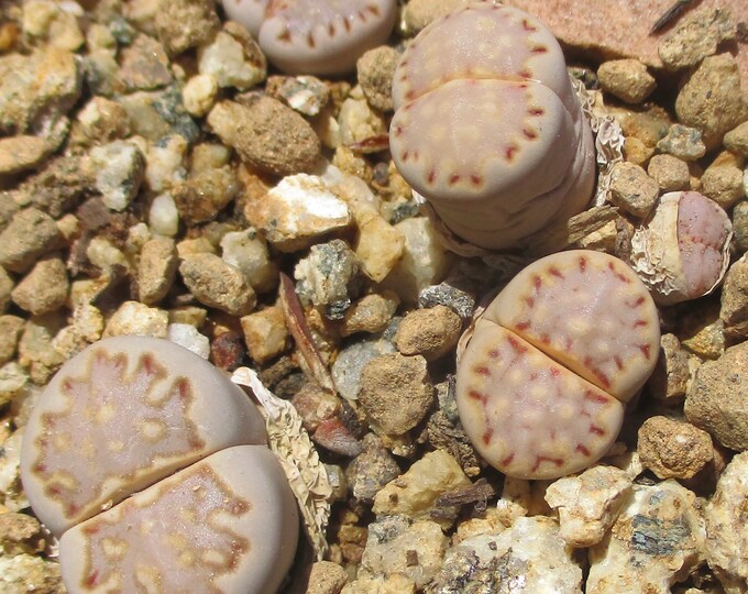 Eight Lithops Fulleri in TWO 3 Inch Pots - Etsy