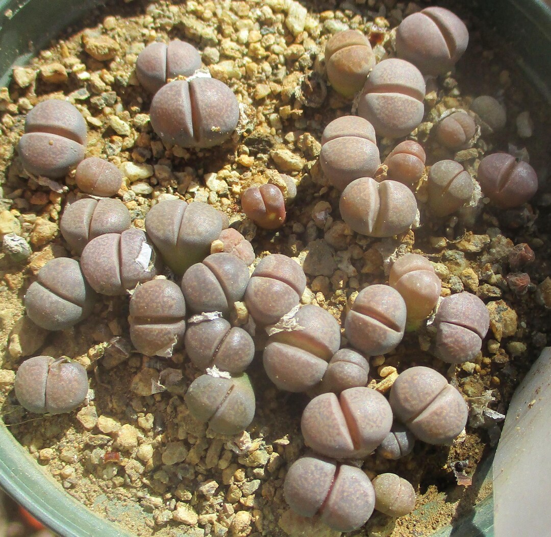 Over Thirty Lithops Deboeri in a 3 Inch Pot - Etsy