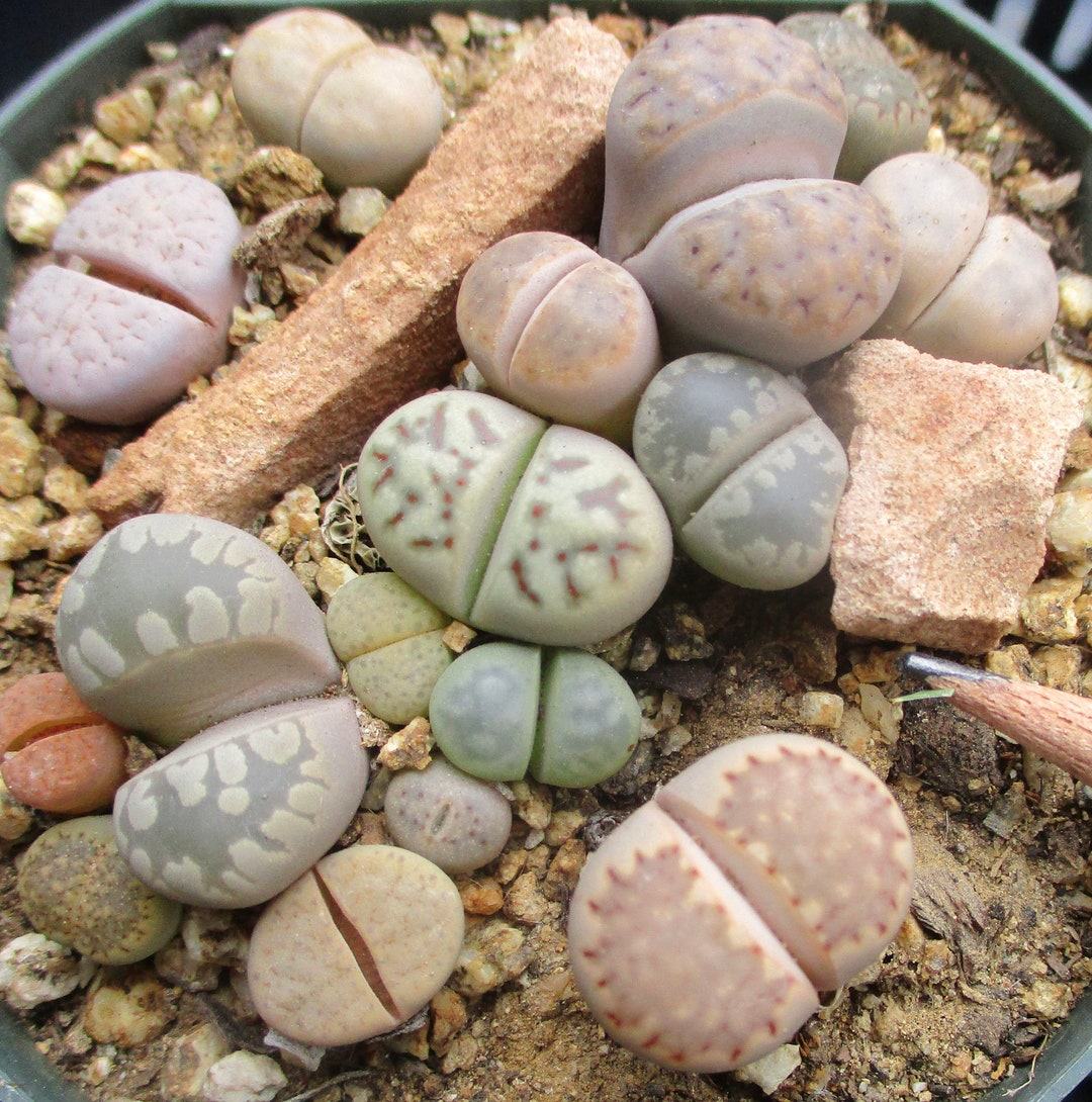 Seventeen Lithops in a 3 Inch Pot - Etsy