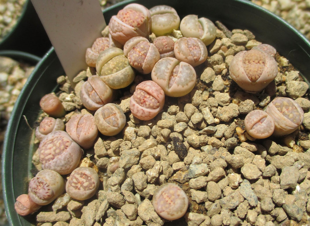 Twenty-three Lithops Fulleri in a 3 Inch Pot - Etsy