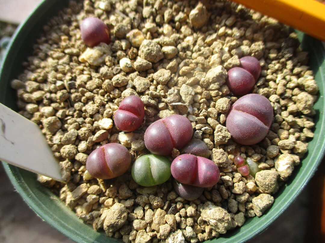 Seven Lithops Optica Rubra in a 3 Inch Pot - Etsy