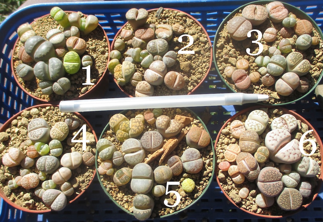 Pick From Six Lithops Pots feb. 11 - Etsy