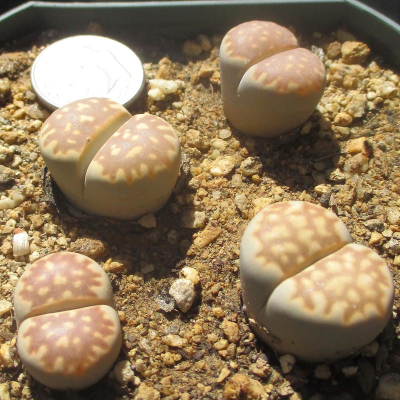 Lithops Live Plant - Etsy