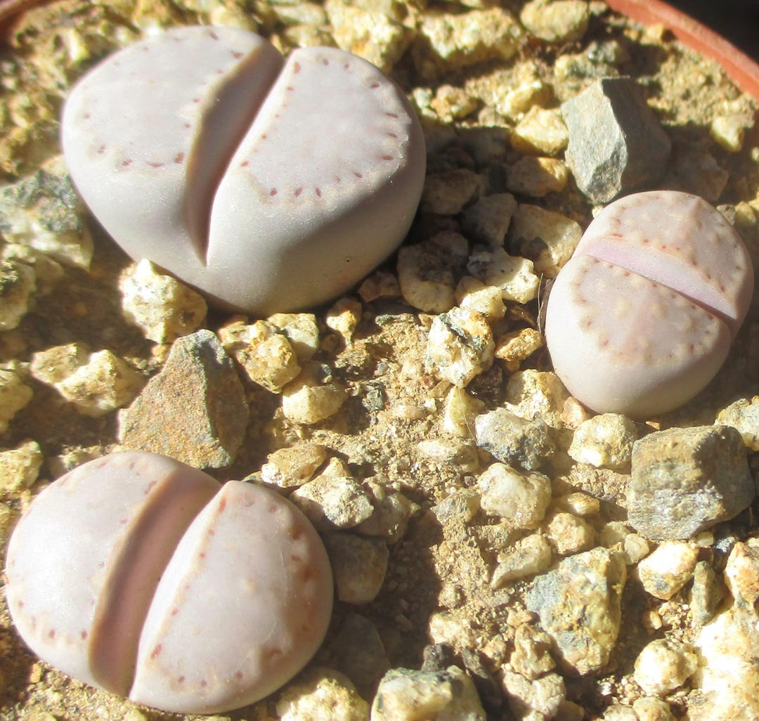 Three Lithops Pink Biscuit in a 3 Inch Pot - Etsy