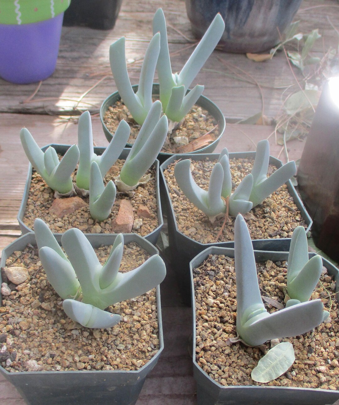 Cheriodopsis Denticulata (lobster Claw) Plants in 3 Inch Pots - Etsy