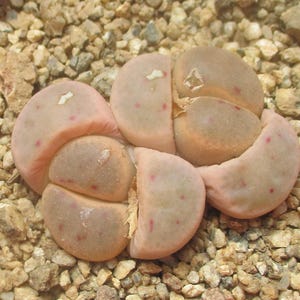 Lithops Dinteri in a 3 Inch Pot - Etsy