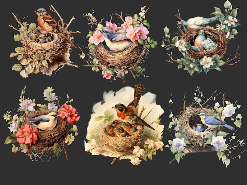 Birdnest Clipart, Bird's Nest PNG Bundle, Bird Nests Clip Art, Birds ...