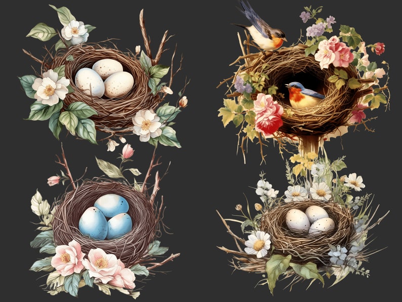 Birdnest Clipart, Bird's Nest PNG Bundle, Bird Nests Clip Art, Birds ...