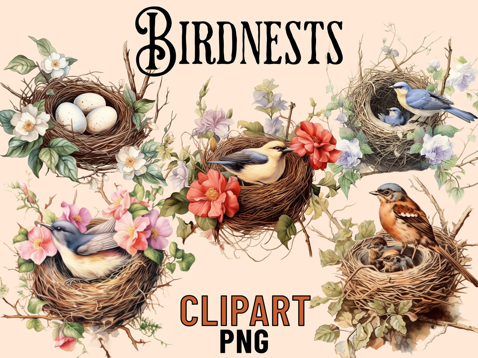 Birdnest Clipart, Bird's Nest PNG Bundle, Bird Nests Clip Art, Birds ...