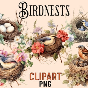 Birdnest Clipart, Bird's Nest PNG Bundle, Bird Nests Clip Art, Birds ...