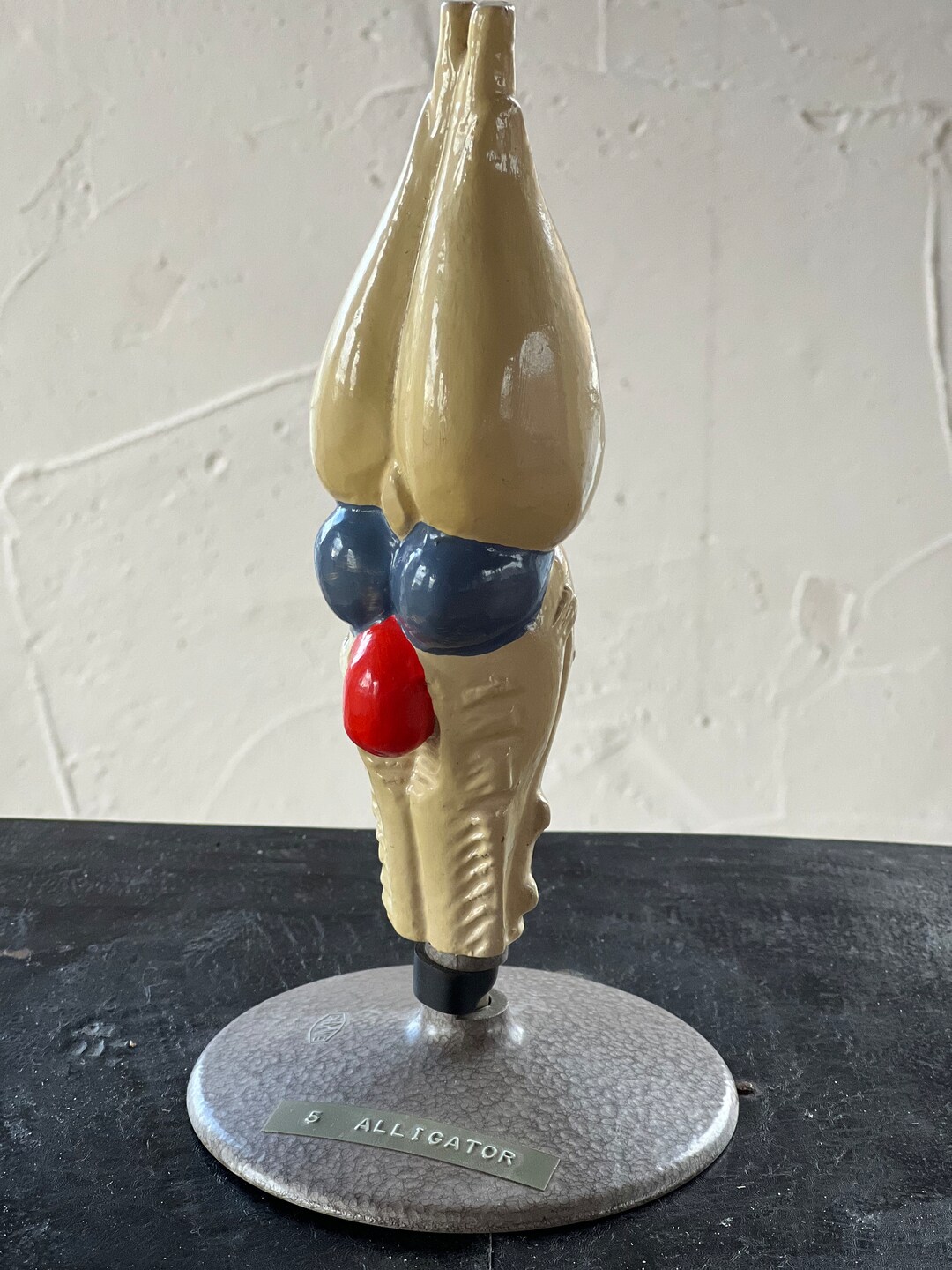 Old Anatomical Model, Phywe Germany Alligator Brain - Etsy