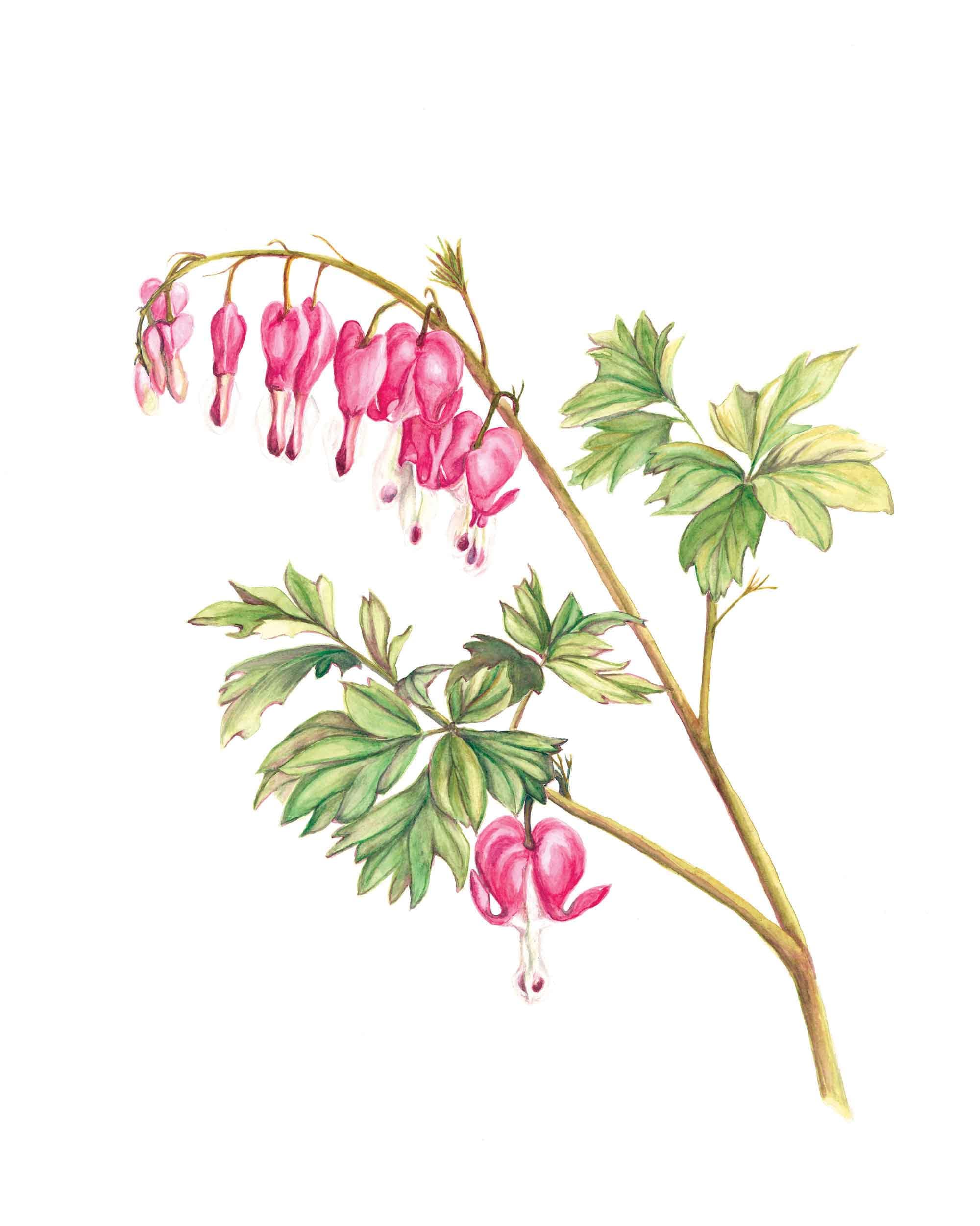Bleeding Heart Flower Drawings