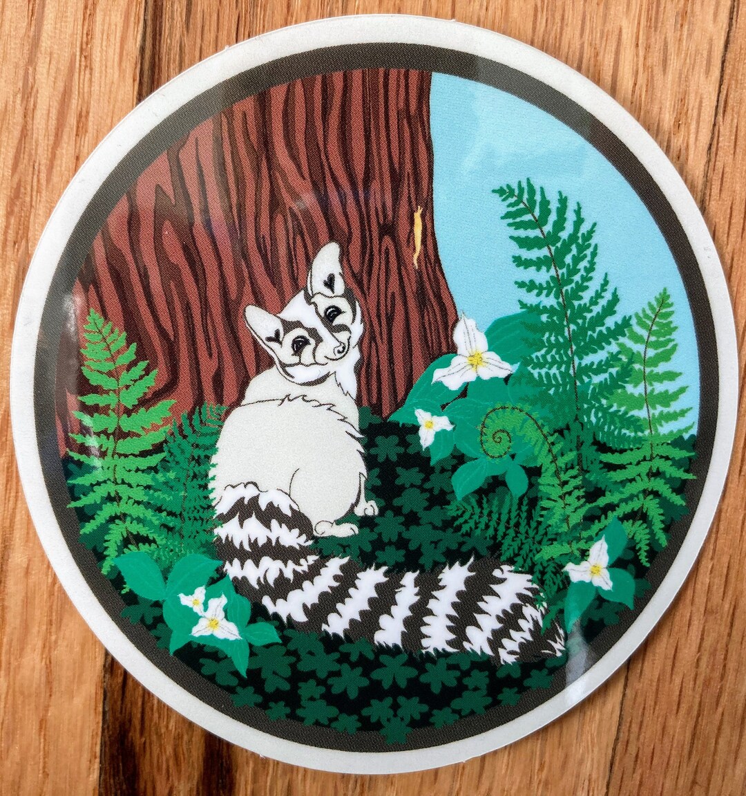 Ring-tailed Cat Sticker/decal in the Redwood Forest With Trilliums - Etsy