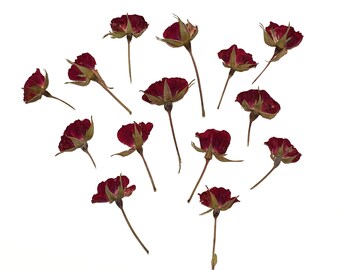Bunch of Mini Dried Roses Naturally Dried Roses Crafts - Etsy