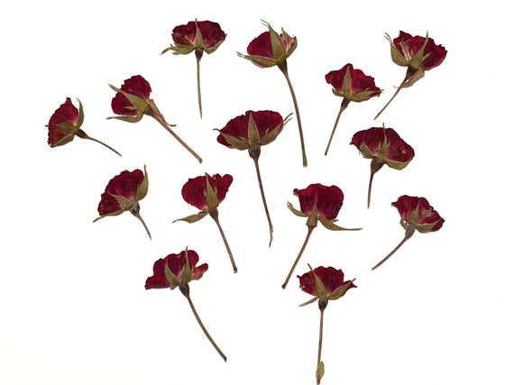10pcs Baby Rose buds stems red small mini tiny real pressed | Etsy