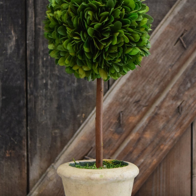 Boxwood Topiary - Etsy