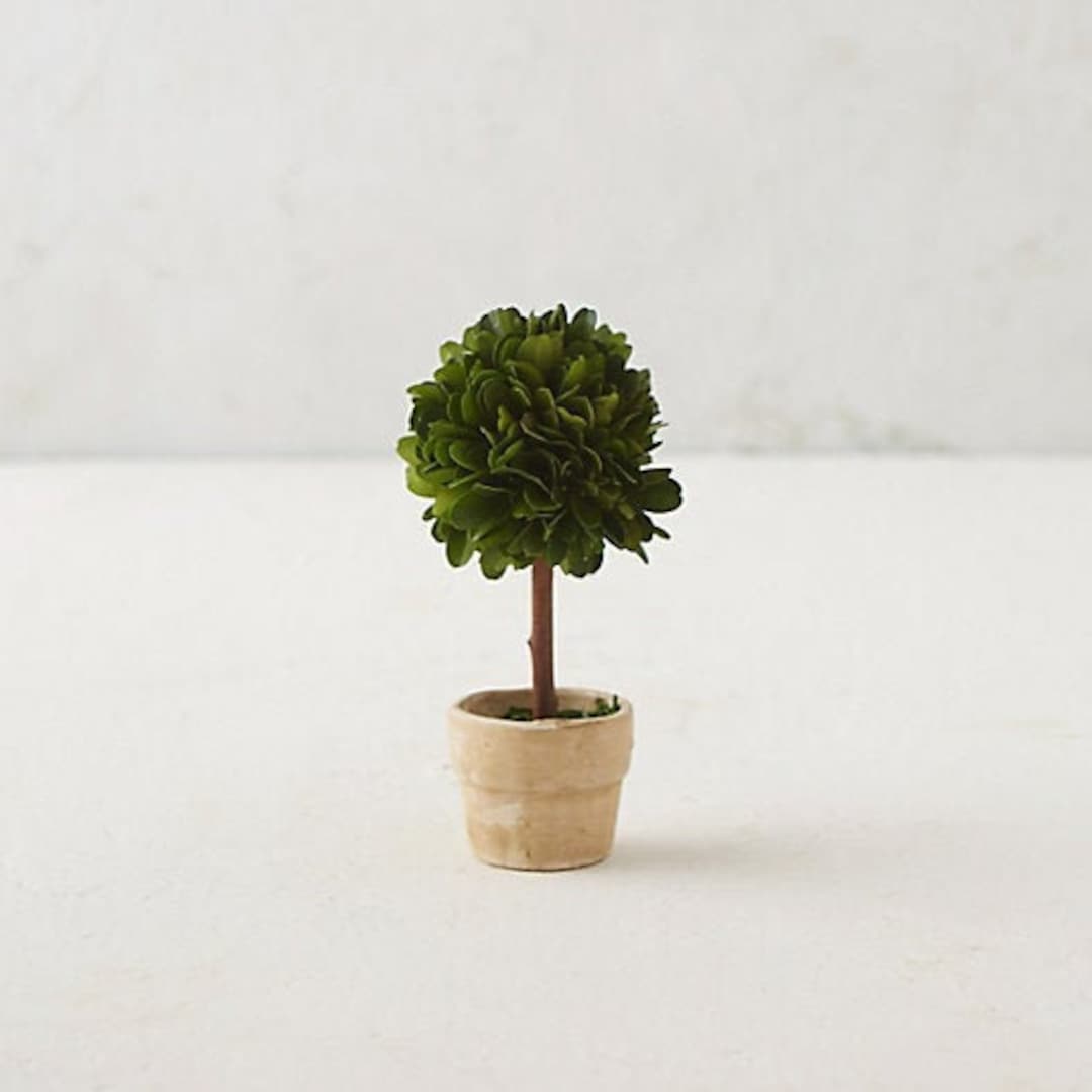 Topiary/boxwood Topiary/dried Florals/topiary/mini Preserved Boxwood ...