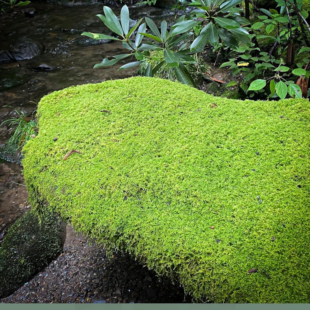 Sheet Moss Natural,moss,woodland Themed Crafting,floral Supplies ...