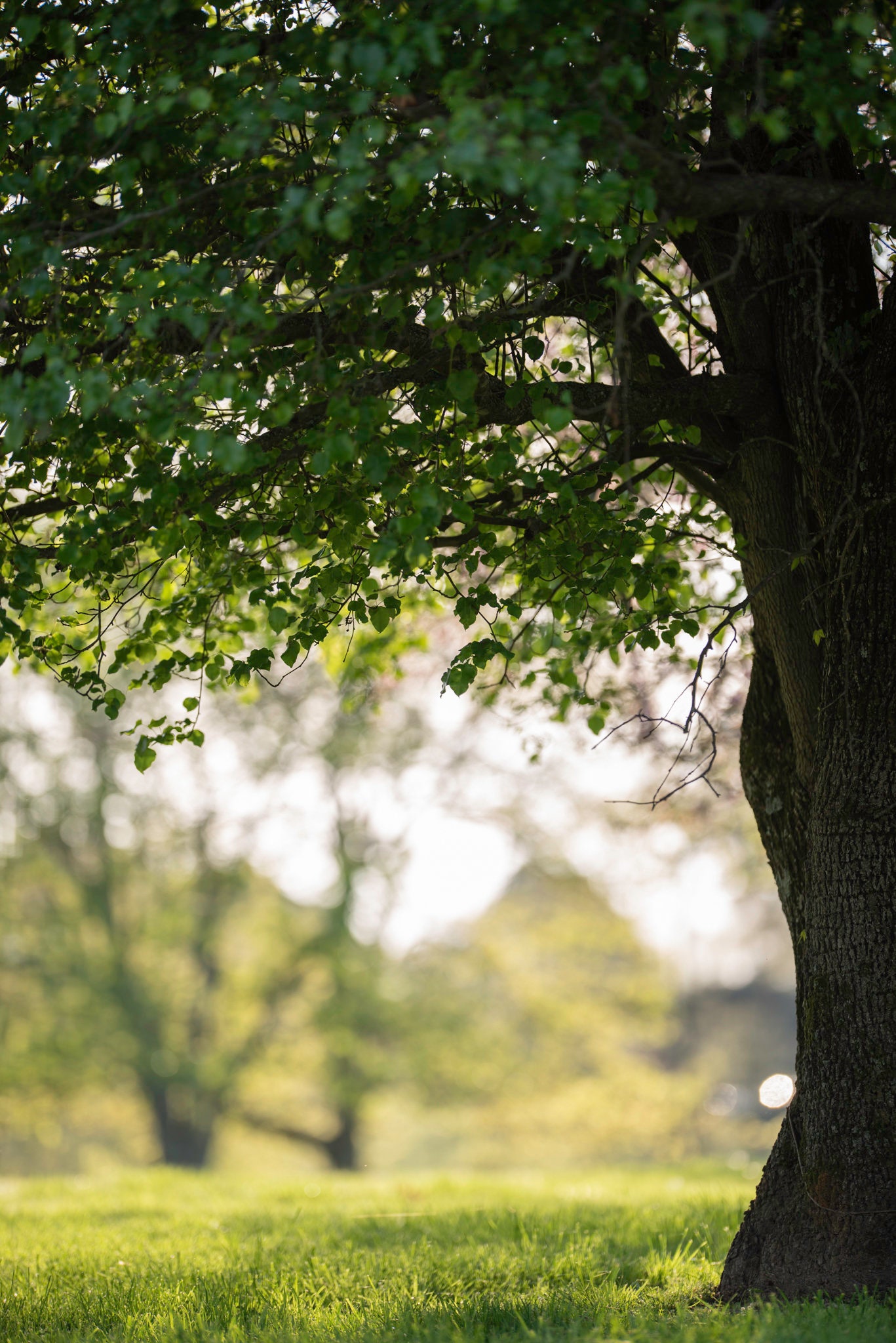 6 Spring Digital Backdrops/backgrounds - Etsy
