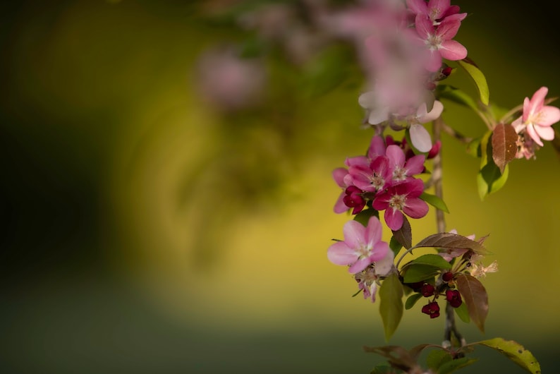 6 Spring Digital Backdrops/backgrounds - Etsy