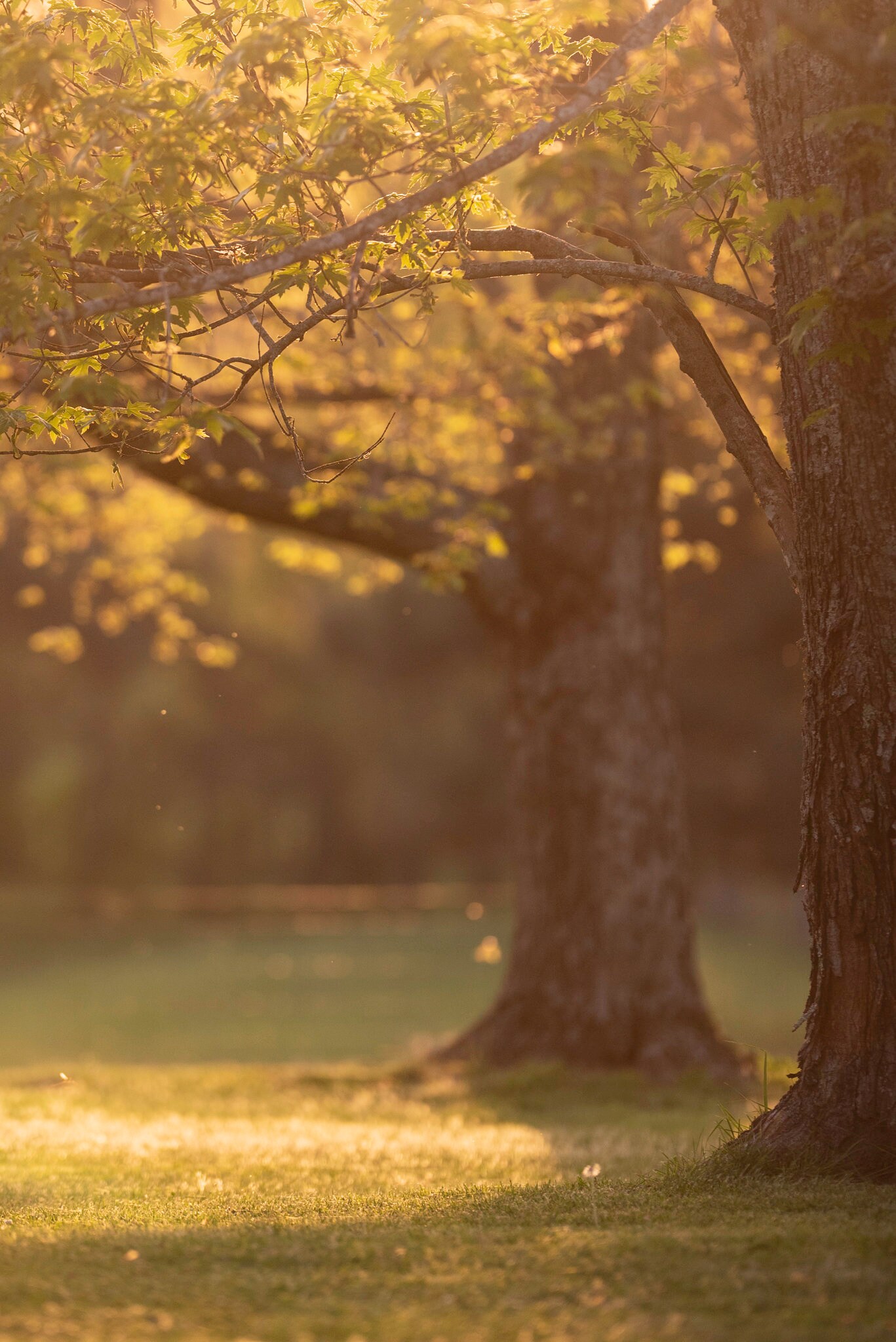 6 Spring Digital Backdrops/backgrounds - Etsy