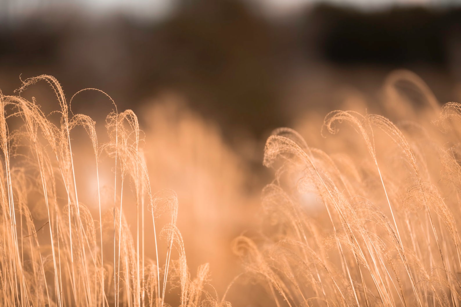 10 Digital Backgrounds/backdrops - Etsy