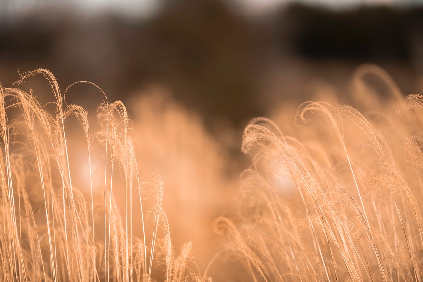 Fall Backgrounds/backdrops - Etsy