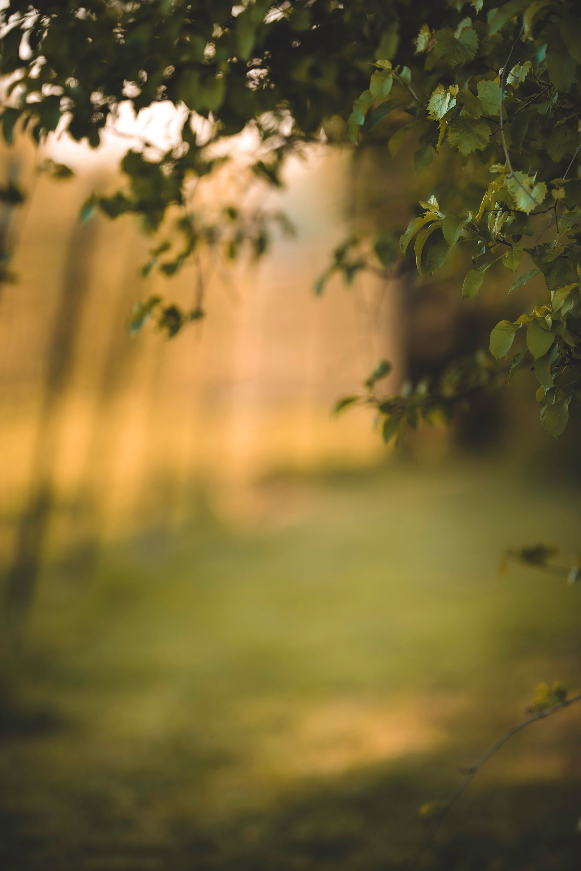 6 Spring Digital Backdrops/backgrounds - Etsy