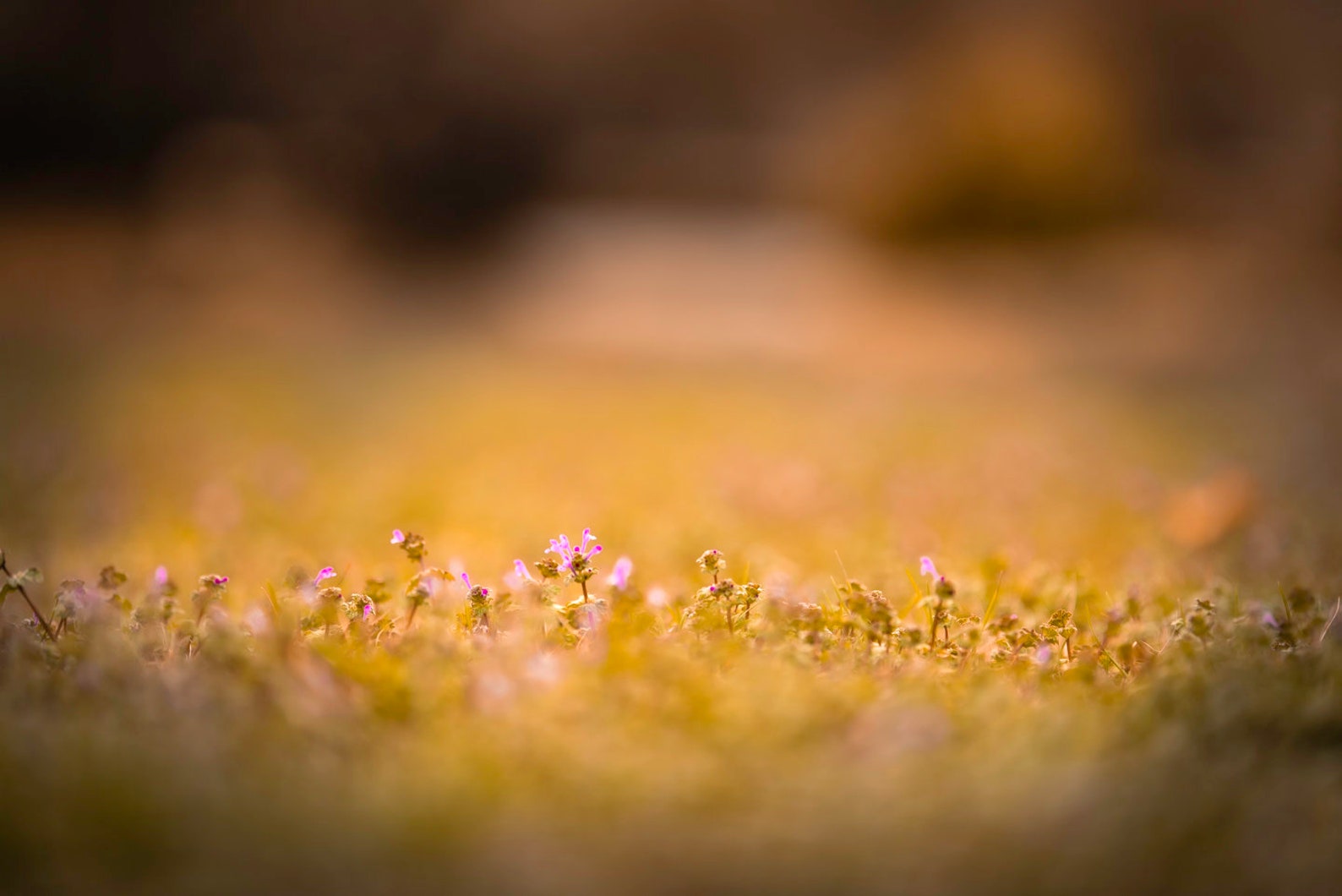 10 Digital Backgrounds/backdrops - Etsy