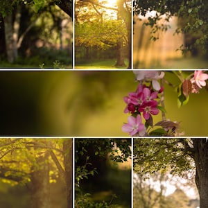 6 Spring Digital Backdrops/backgrounds - Etsy