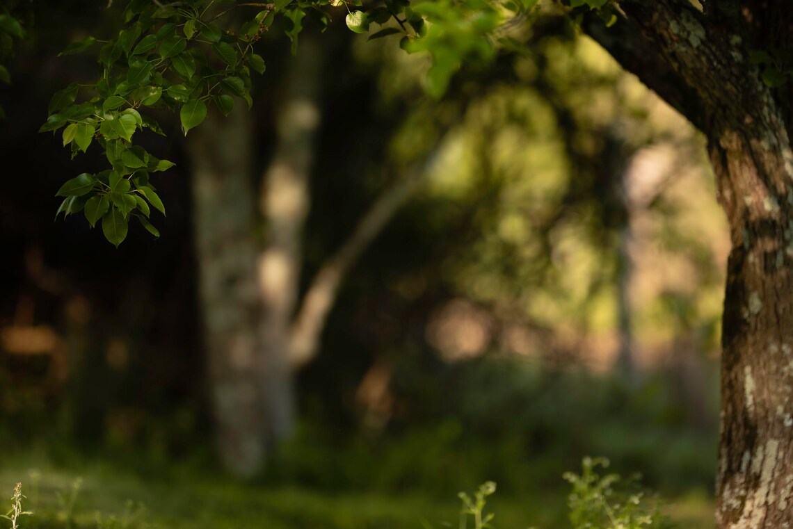 6 Spring Digital Backdrops/backgrounds - Etsy