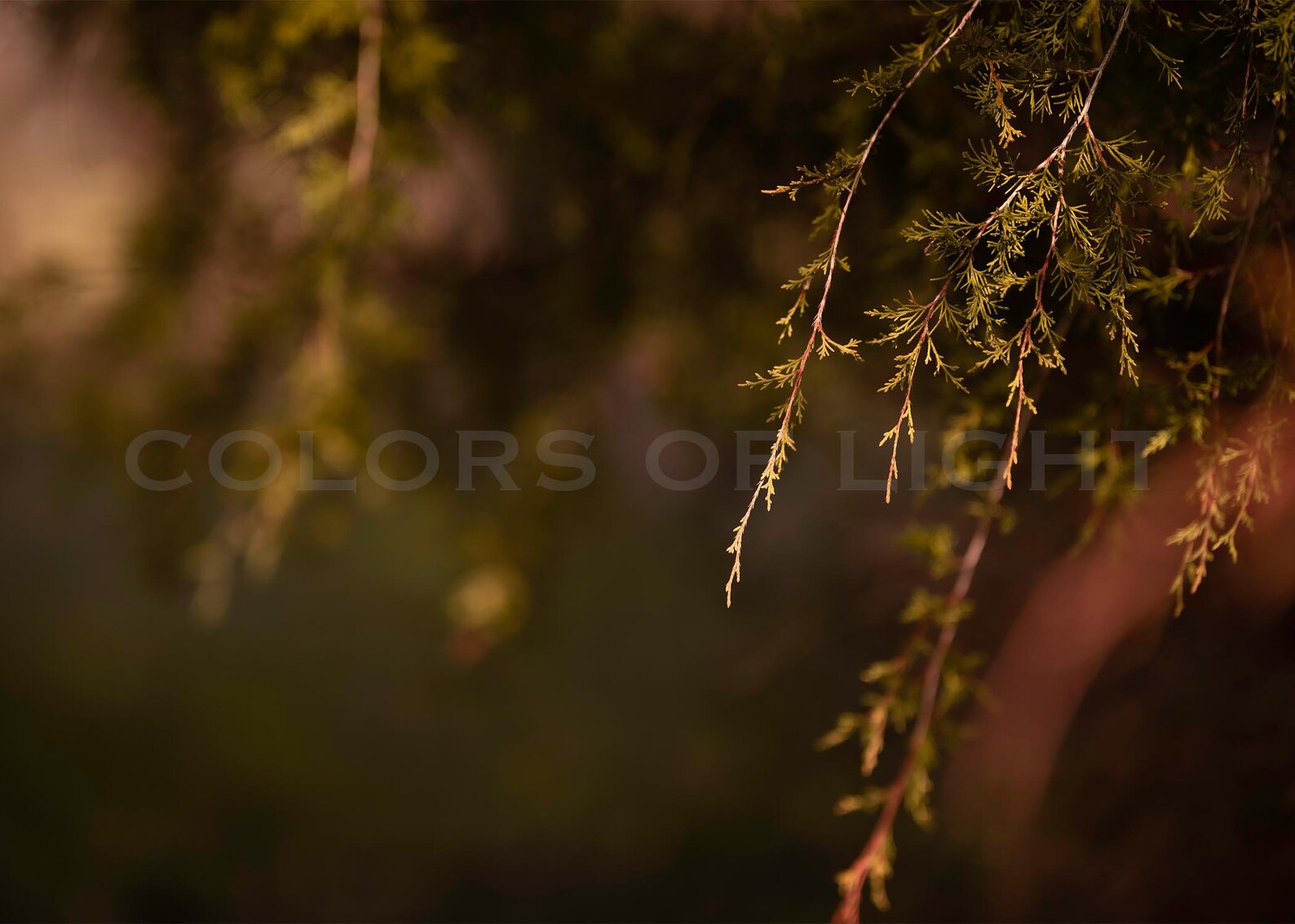 10 Backgrounds for Green Screen Digital Download - Etsy
