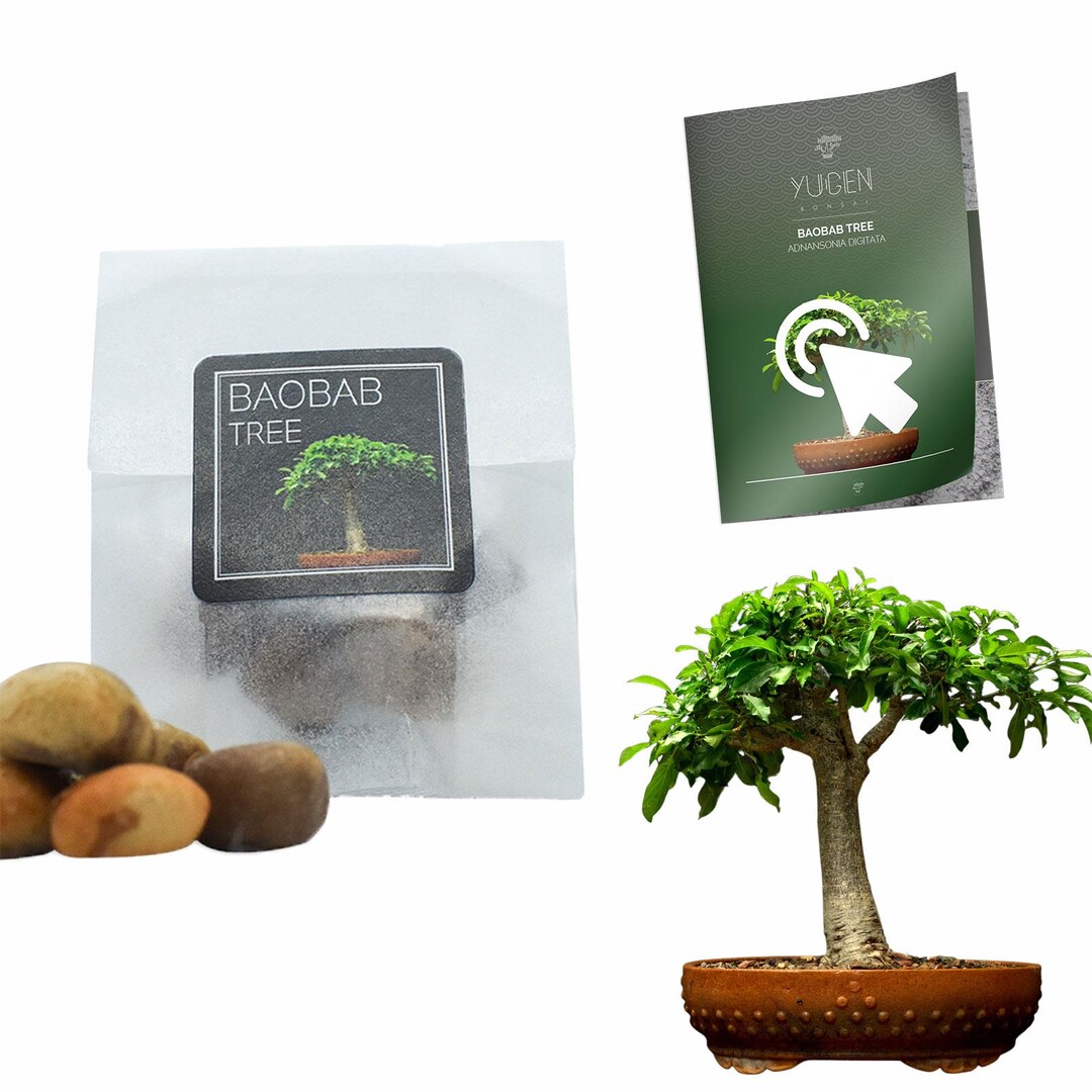 10 Baobab Tree Bonsai Seeds | Grow Your Own Bonsai Tree | Adansonia ...